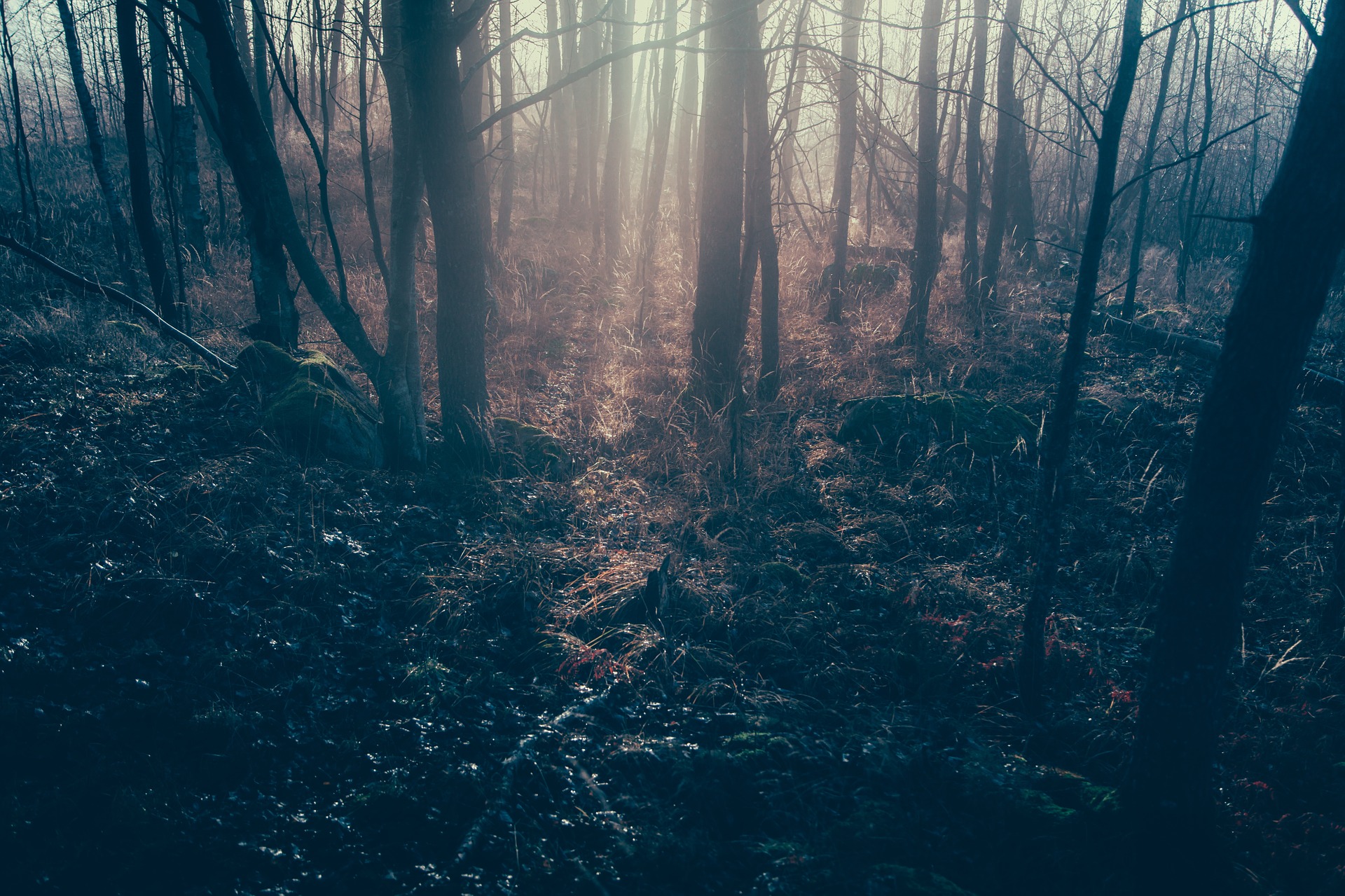 Faery Trees and Forests #Folklore – Ronel the Mythmaker