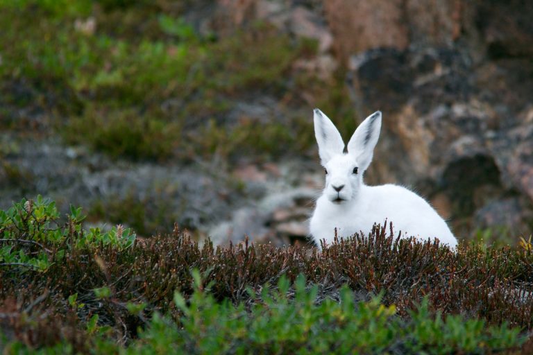 Rabbits and Hares of Folklore #folklore #AtoZChallenge - Ronel the ...