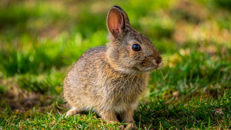 Rabbits and Hares of Folklore #folklore #AtoZChallenge - Ronel the ...