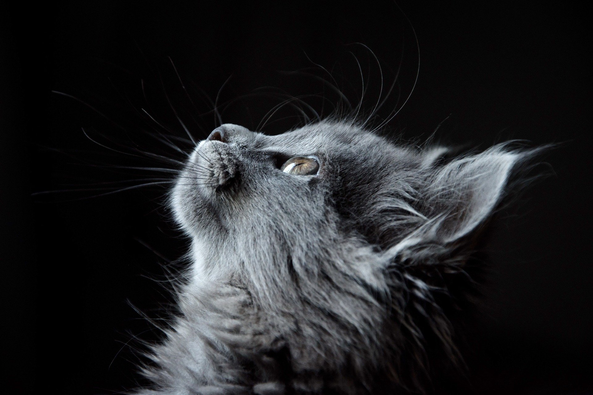Cunning Cats #folklore #AtoZChallenge – Ronel the Mythmaker