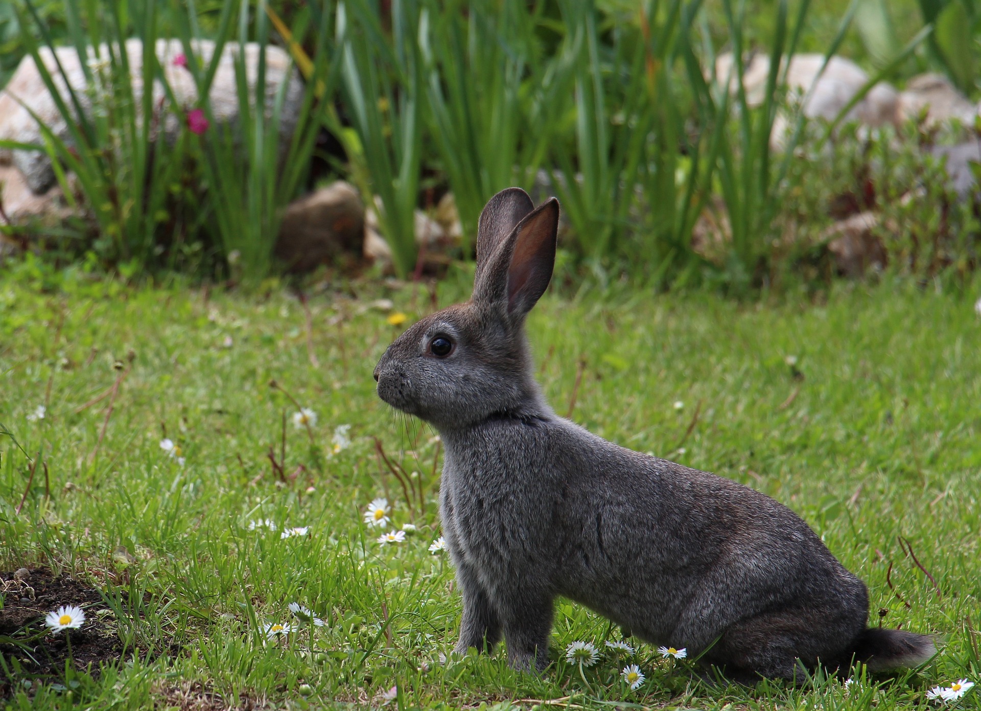 Rabbits and Hares of Folklore #folklore #AtoZChallenge – Ronel the ...