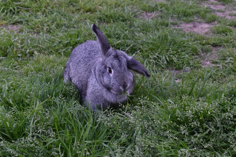 Rabbits and Hares of Folklore #folklore #AtoZChallenge - Ronel the ...