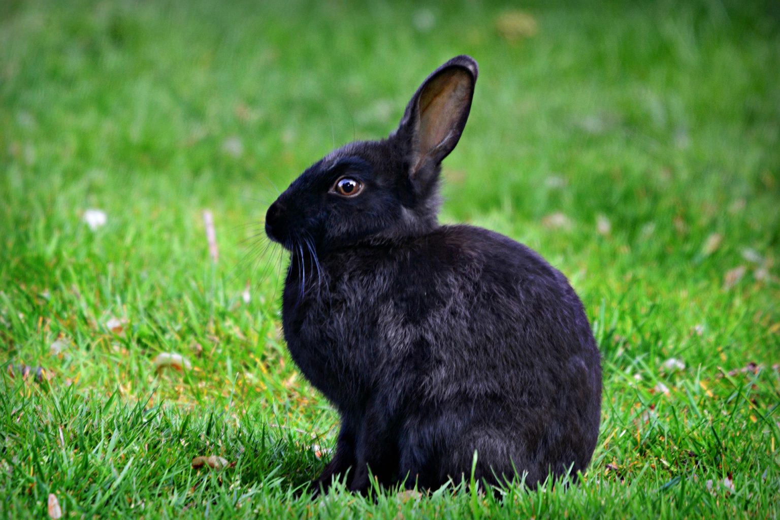 Rabbits and Hares of Folklore #folklore #AtoZChallenge - Ronel the ...
