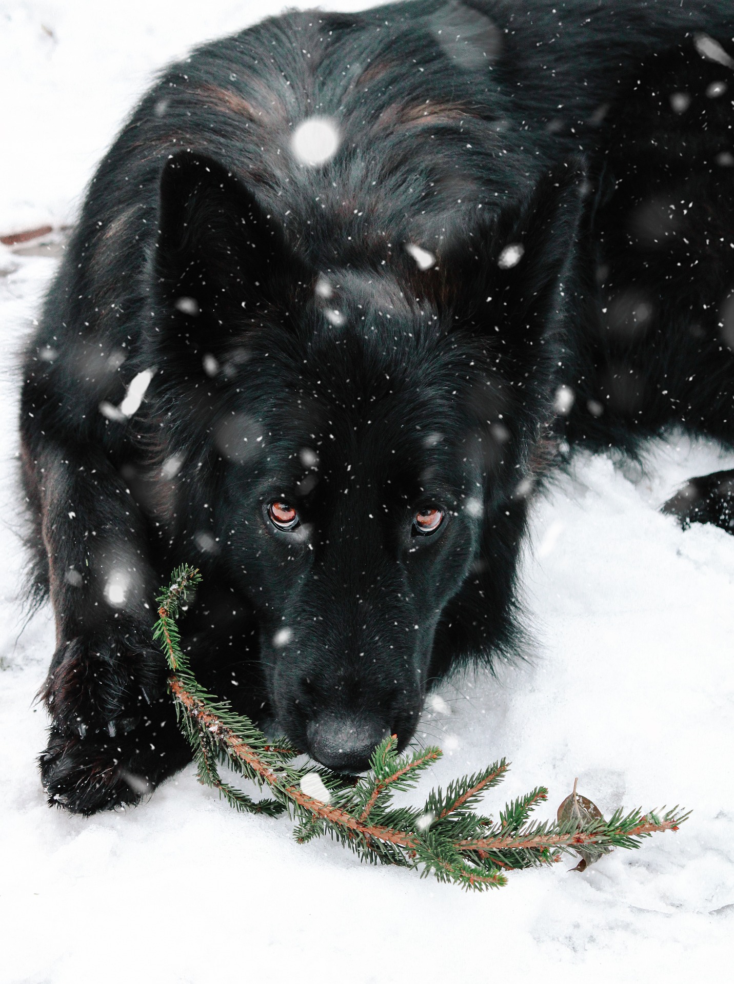 Barguest: The Spectral Dog #folklore – Ronel the Mythmaker